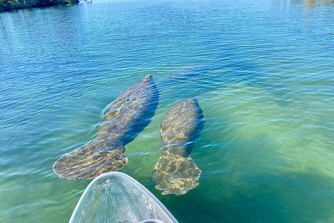 Clear Kayak Tour of Crystal River - The Sum Up
