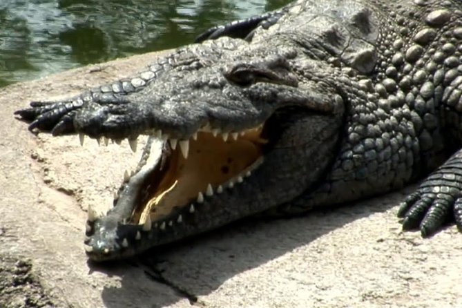 Cocodrilo Park Zoo Admission Ticket in Agüimes - An In-Depth Look at Cocodrilo Park Zoo