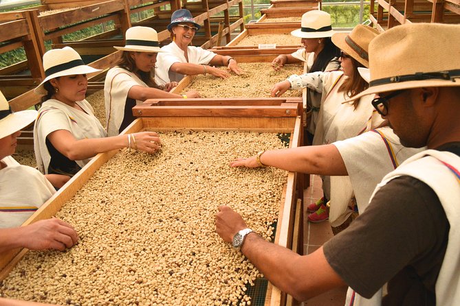 Coffee Tour at the Finca Del Café - Coffee Cultivation and Processing