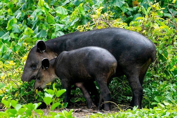 Corcovado and Drake Bay 2-Day Small-Group Safari Guided Tour - Accommodation and Meals