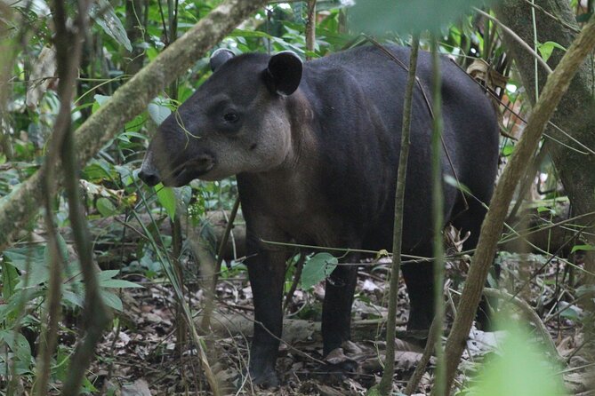 Corcovado National Park Hike - From Uvita - Navigating the Corcovado Trails