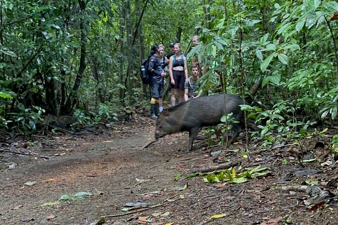 Corcovado National Park - Sirena Day Tour From Puerto Jiménez - Exploring Corcovados Biodiversity