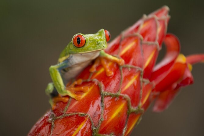 Costa Rica Pura Vida 8 Days and 7 Nights (Minimum 2 People) - Important Information