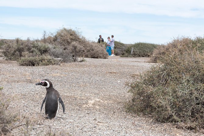 Cruise Shore Excursion Ea San Lorenzo Peninsula Valdes - Patagonia - Argentina - Tour Experience and Highlights
