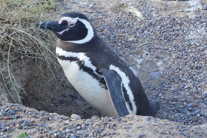 Cruise Shore Excursion Peninsula Valdes - Pto Madryn - Patagonia - Argentina - Navigating the Tour Pickup and Meeting Details
