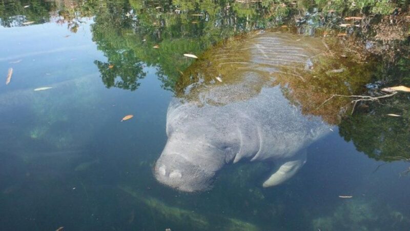 Crystal River: Manatee Viewing Cruise - The Real Experience: Combining Scenic Views and Wildlife