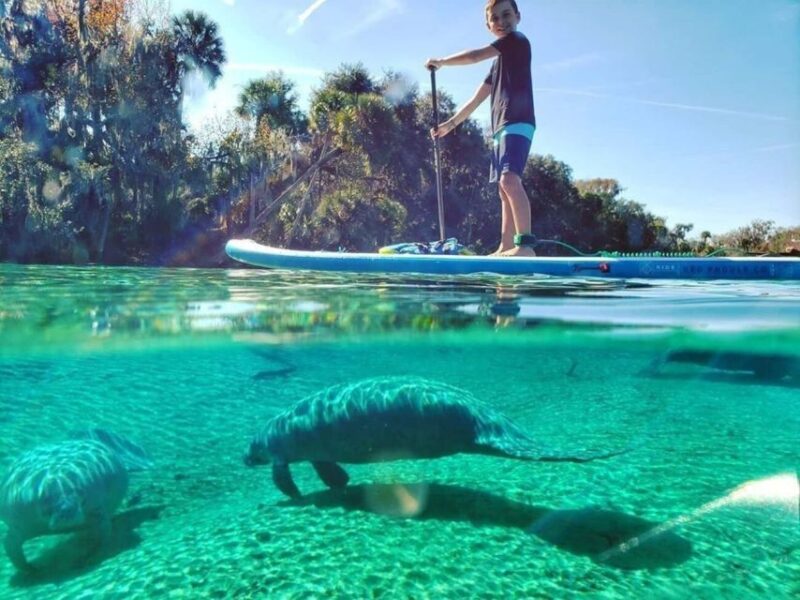 Crystal River: Paddle Board Rental - Key Points