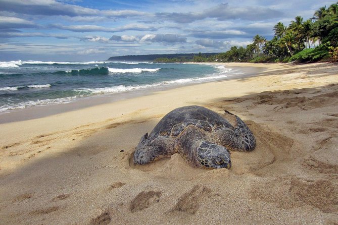 Custom Island Tour - for 4 to 5 People - up to 8 Hours - Private Tour of Oahu - Itinerary and Experience