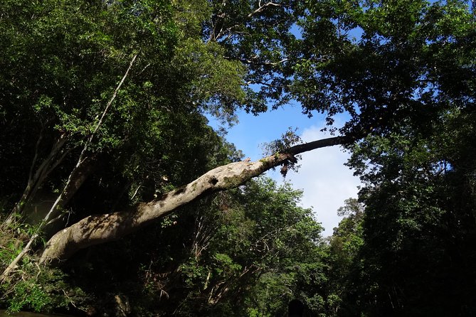 Day Tour Aborigine Village @ Rainforest Taman Negara + Batu Caves - Authentic Encounters and Real-World Insights