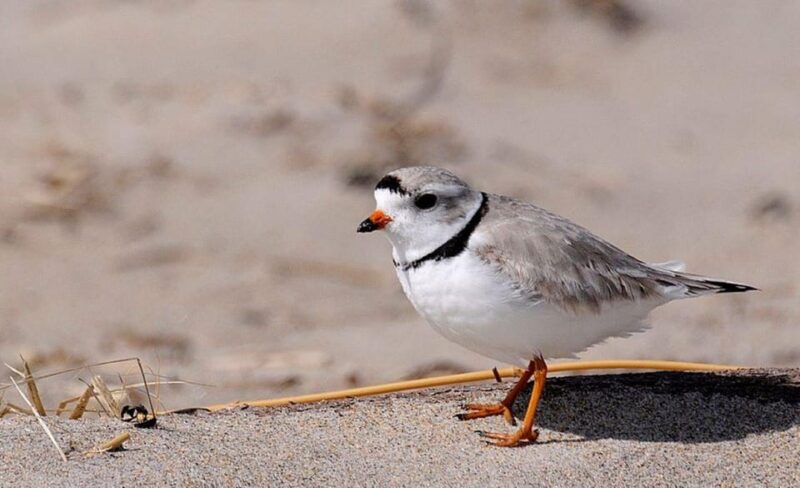 Day Trip from Boston: Guided Nature Walk at Crane Estate - Secret Beaches & Coastal Trails: Nature’s Hidden Gems