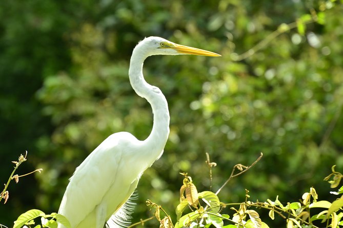 Day Trip to Caño Negro Including Río Frio Boat Experience From La Fortuna - Inclusions and Logistics