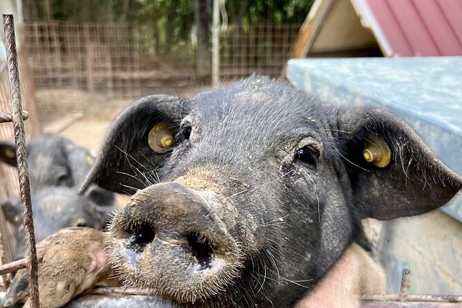 Discover Montepulciano: Cinta Senese Pigs, Lunch & Wine in a Farm - Exploring the Rare Cinta Senese Pigs