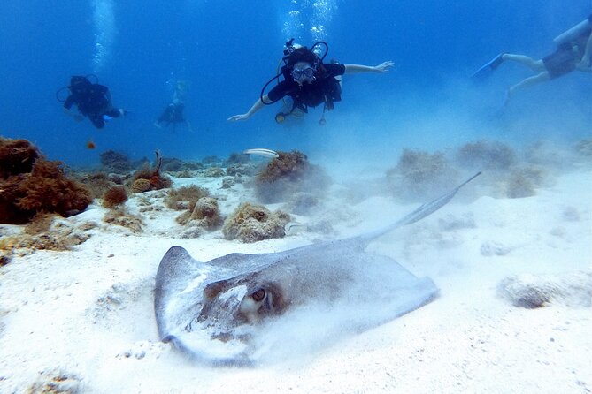 Discover Scuba diving on Arubas reef (Private tour) - FAQs