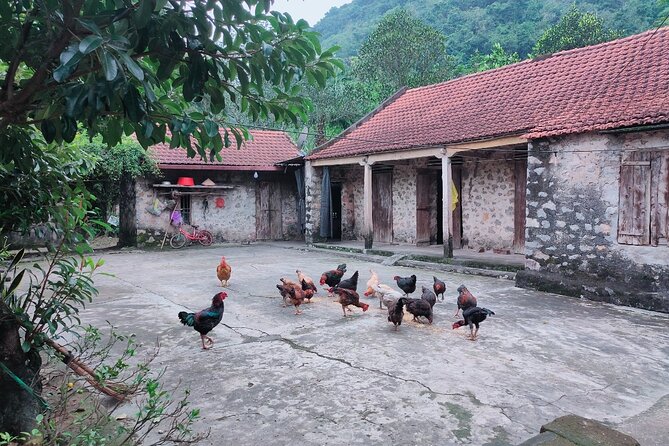 Discover Trang An Natural World Heritage, Bich Dong Pagoda, Cycling Day Tour - Practical Details and Considerations