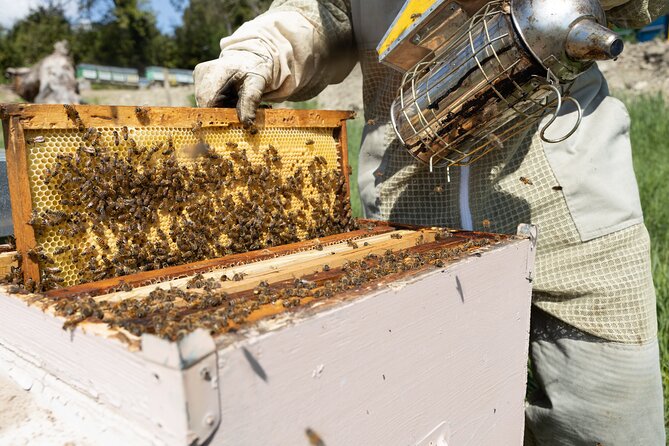 Discovering Bees in Volterra - Tasting Volterras Finest Honey