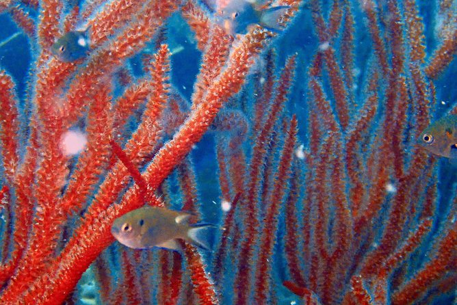 Dive trip with 2 dives (start from Ko Kut) - Why Small-Group Diving Matters