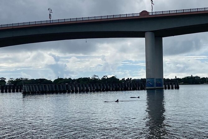 Dolphin and Manatee Stand Up Paddleboard Tour in Daytona Beach - Final Thoughts: A Serene Wildlife Adventure