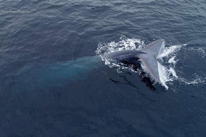 Dolphin and Whale Watching Sunset Cruise - Meeting and Pickup Information