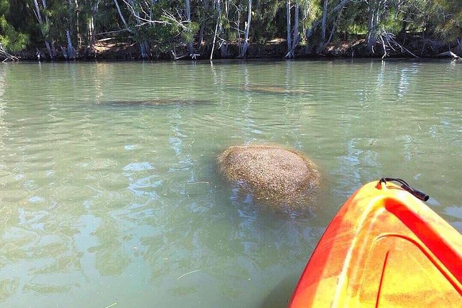 Dolphin & Manatee Kayaking Tour in Orlando Area - Close Encounters With Manatees