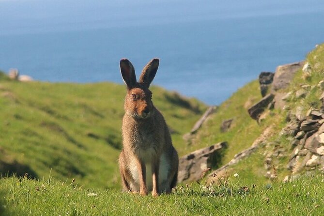 Dolphin & Whale Watching (4hrs) + Blasket Island Landing (3hrs) - Whats Included in the Tour