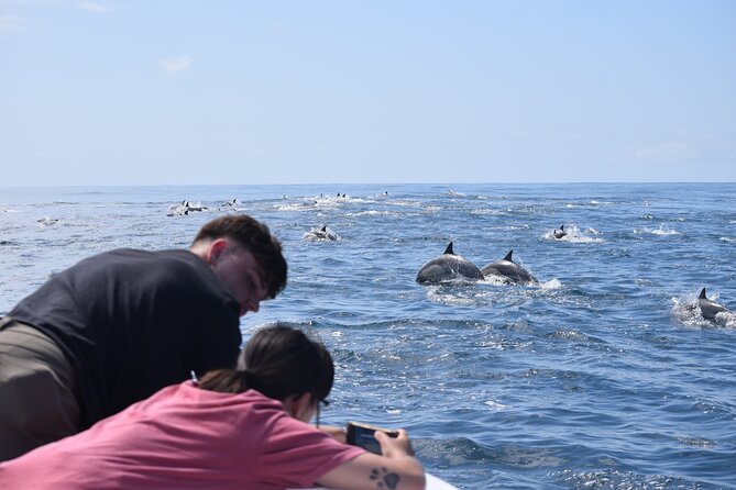 Dolphin & Whale Watching - Tour Details and Meeting Point