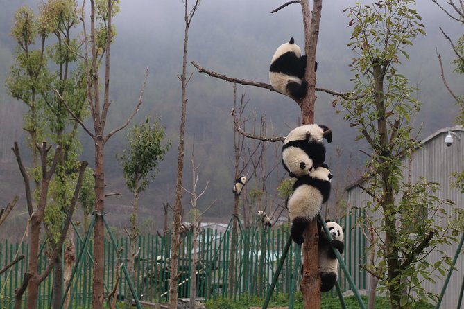 Dujingyan Panda Sanctuary Half day tour option panda volunteer - In-Depth Breakdown of the Itinerary