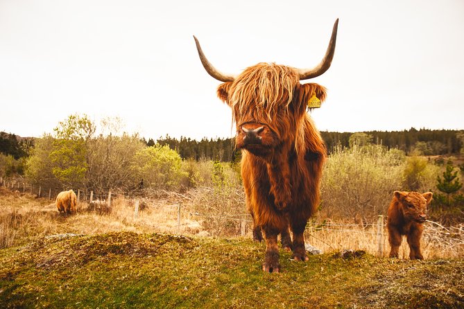 Dunnottar Castle and Royal Deeside Small-Group Tour From Aberdeen - Discovering Royal Deeside