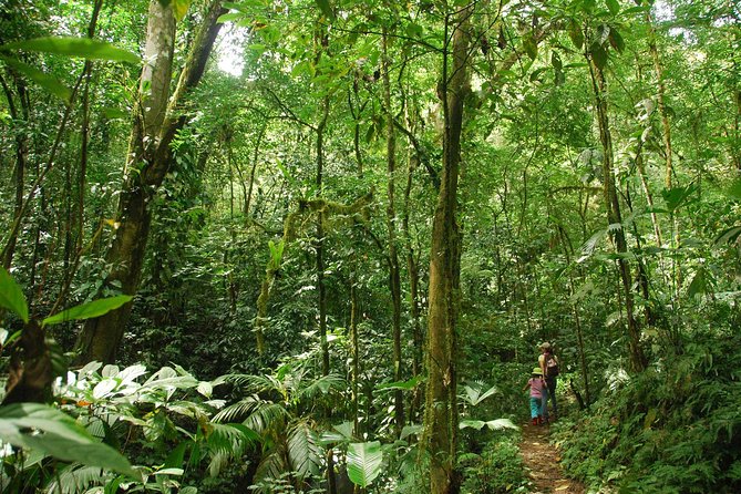 Ebano Waterfalls and Rainforest Safari Tour - Location and Meeting Point