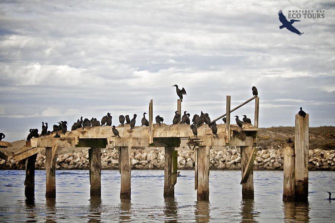 Elkhorn Slough Wildlife Tour - What to Expect on Your Elkhorn Slough Experience