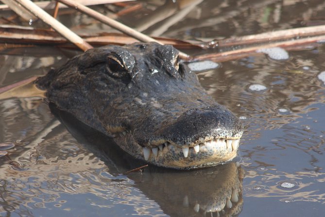 Everglades Day Safari from Ft Lauderdale - The Sum Up: Why We Recommend It
