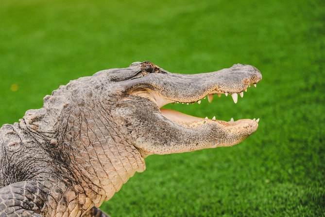 Everglades VIP Airboat Tour with Transportation Included - Who Will Love This Tour?
