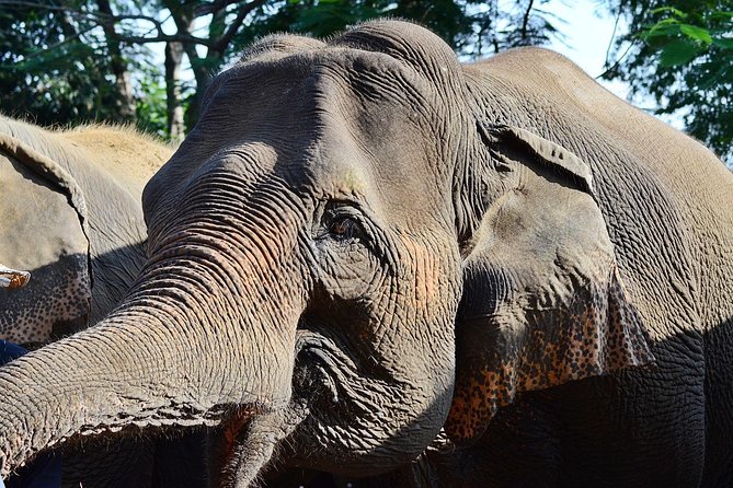 Experience Elephant Sanctuary + Sticky Waterfall - What Do People Say? Authentic Reflections from Travelers
