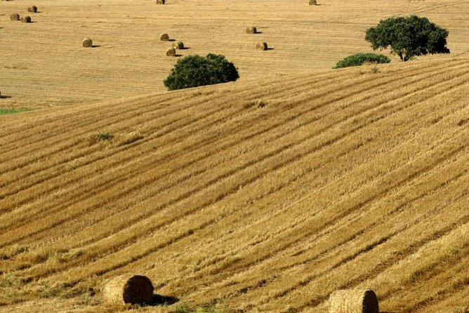 From Lisbon to Alentejo: Évora and Megaliths Full-Day Group Tour - The Practicalities and Value