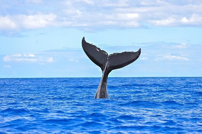 From Ma'alaea Harbor: Sunset Whale Watch Tour Aboard the Malolo - The Pros and Cons