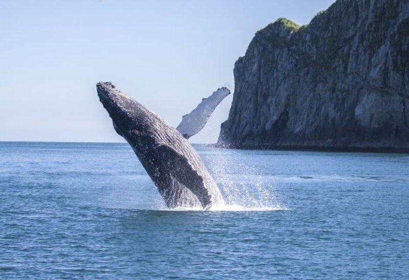 From Seward: Kenai Fjords National Park Cruise with Lunch - The Value and Why It Works