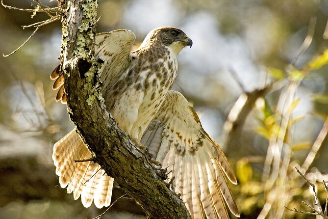 Full-Day Hakalau Forest Reserve Bird Watching Adventure - Why This Tour Offers Value and Authenticity