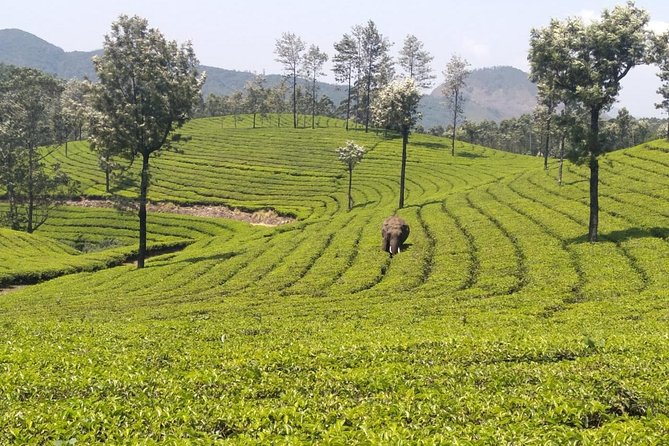 Full day in hiking in Munnar (By Munnar Info) - FAQ