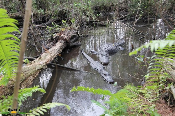 Full-Day Kayak Adventure in the Everglades - Final Thoughts: Why You Should Consider This Tour