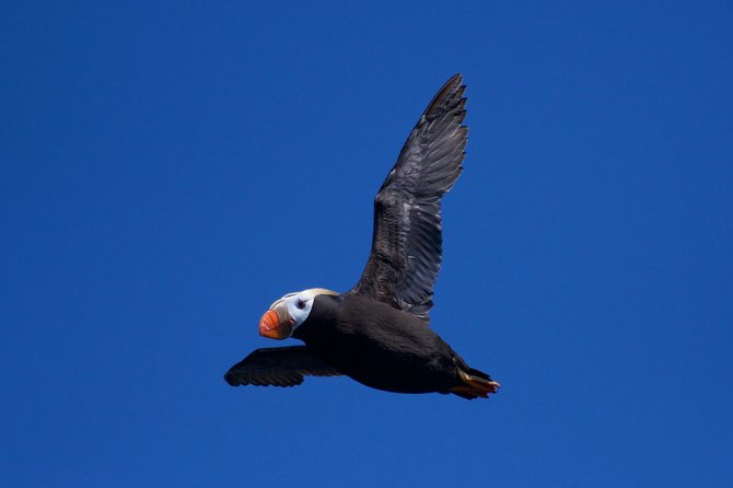 Full-Day Kenai Fjords National Park Northwestern Cruise - Frequently Asked Questions