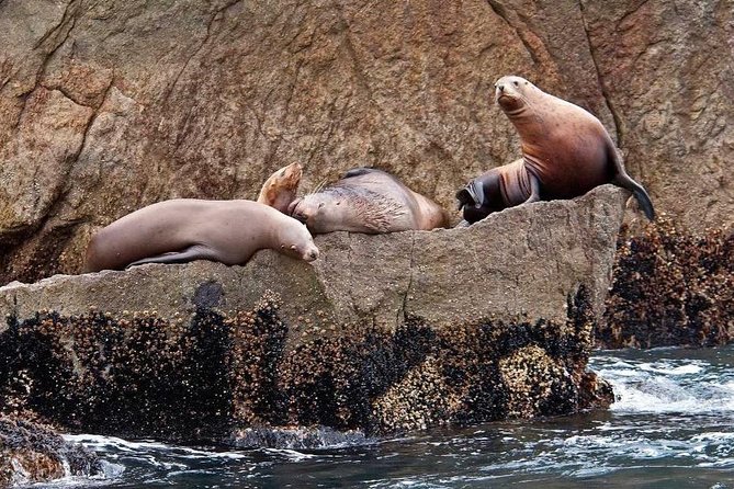 Full Day Northwestern Glacier & Wildlife Tour From Seward - Food and Amenities