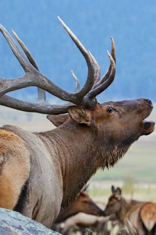 Full-Day RMNP Over the Top Tour - RMNPhotographer - Practical Details and Tips