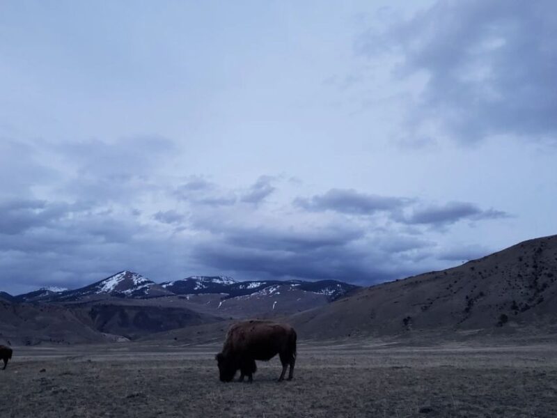 Gardiner: Yellowstone National Park Half Day Guided Hike - Who Should Consider This Tour?