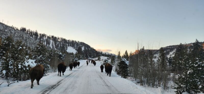 Gardiner: Yellowstone National Park Wildlife Guided Tour - FAQ