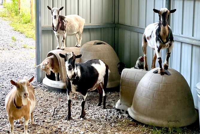 Gem Mining and Goat Farm Walking Tour in Hendersonville - Detailed Breakdown of the Tour Experience