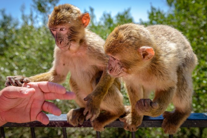 Gibraltar Inside Out Extended Tour 2.30hrs - Pricing and Availability