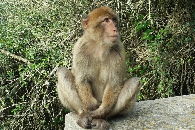 Gibraltar Private Tour From Marbella or Malaga - Guided Experience