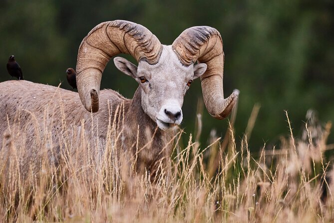 Grand Teton Half Day Tour - The Sum Up: Who Is This Tour Best For?