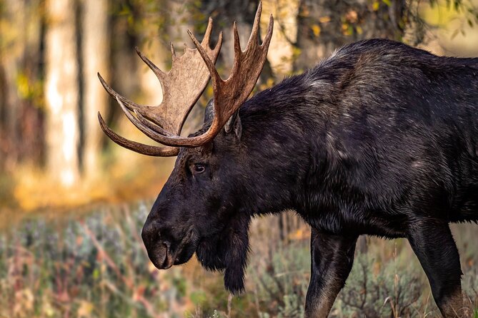 Grand Teton National Park Tour From Jackson Hole - Itinerary Highlights