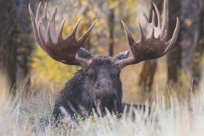 Grand Teton Wildlife Safari Tour - Wildlife Viewing Experience