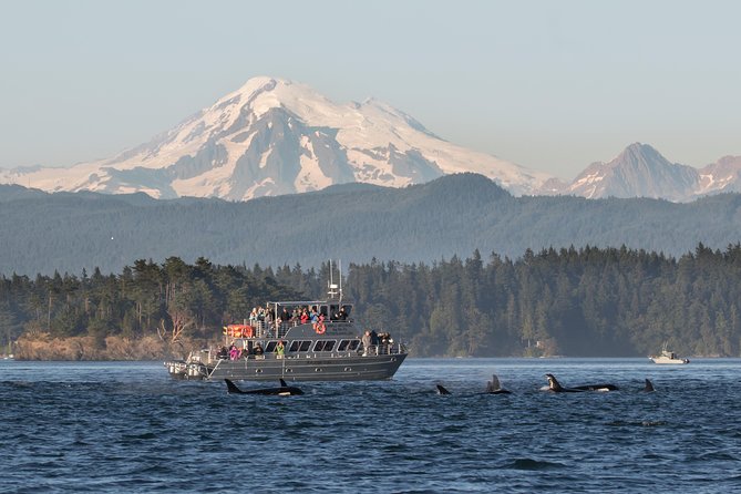 Guaranteed Whale Watching Tour - Introduction: What to Expect from This Whale Watching Tour